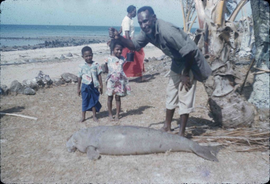 Dugong hunting, Torres Strait, 1958 | Queensland Historical Atlas