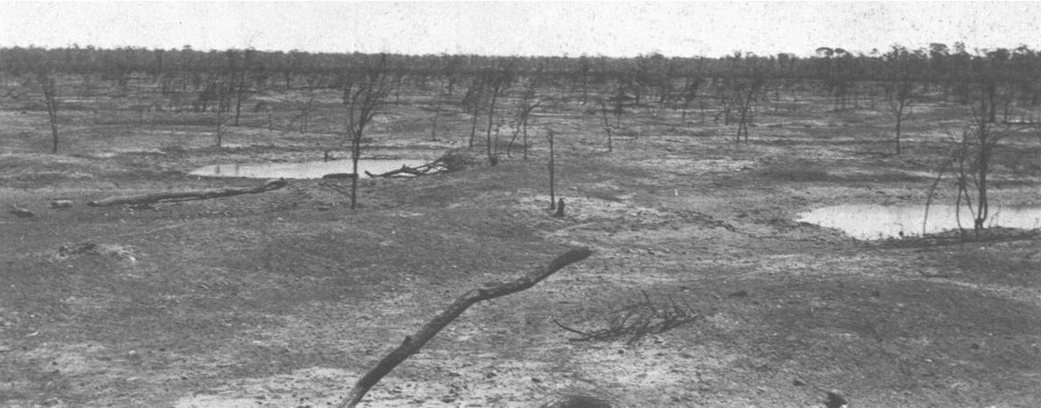 Brigalow suckered country near Tara, c1938 | Queensland Historical Atlas